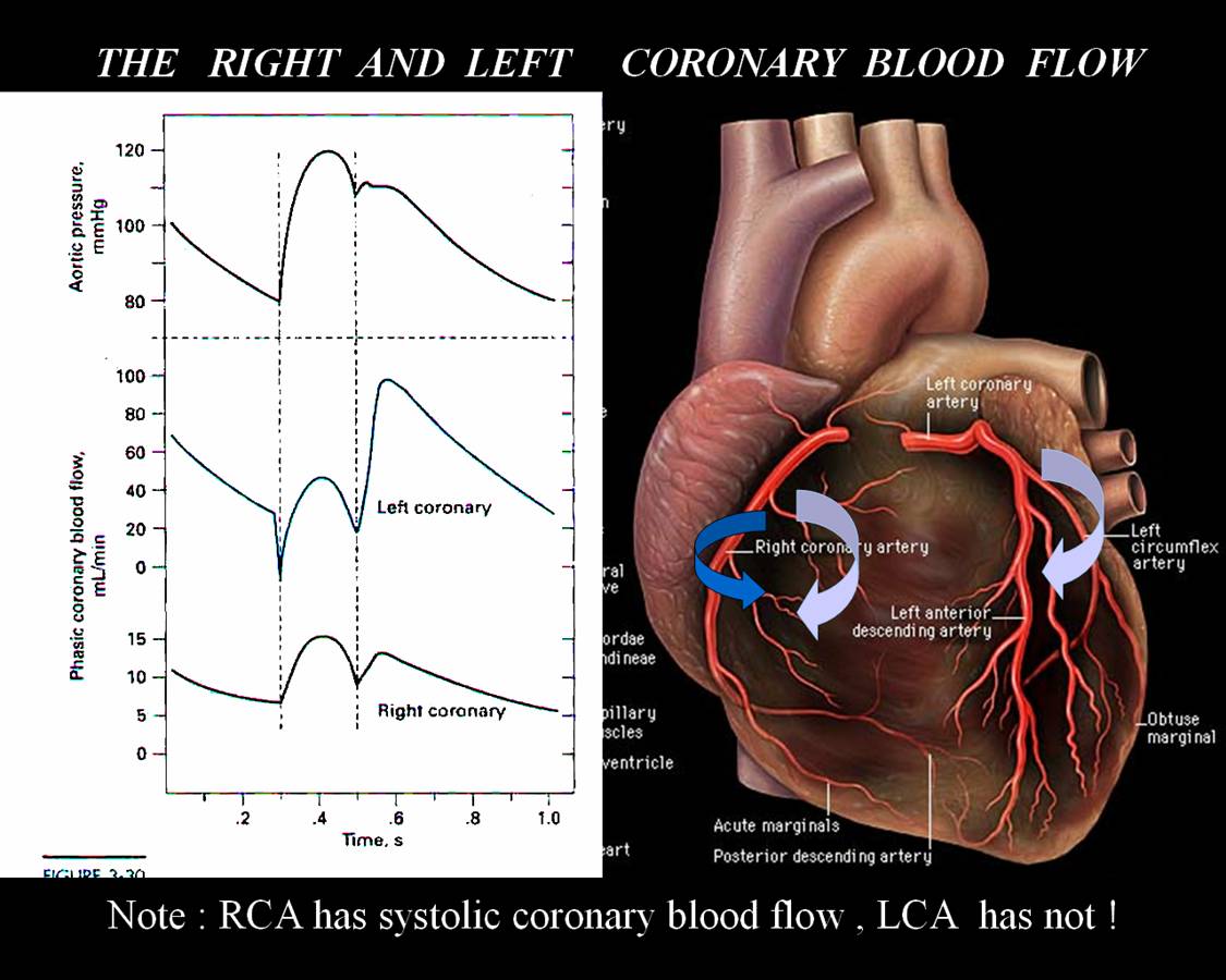 coronary circulation | Dr.S.Venkatesan MD