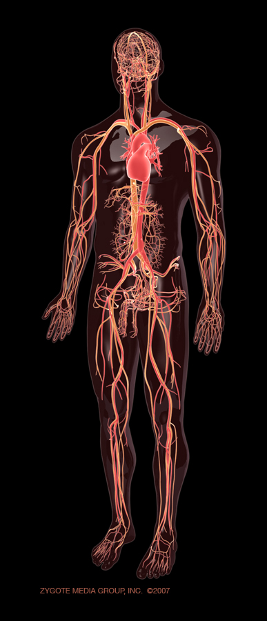 Peripheral Circulatory System Blood Vessels Development Of The