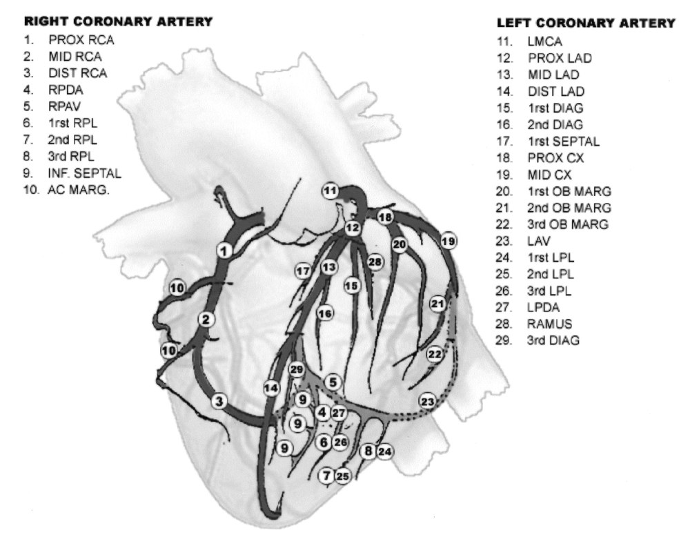 Is septal branches of left anterior descending coronary artery immune ...