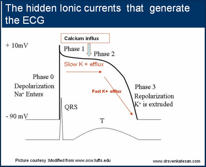 Why ECG is greatly influenced by serum potasium levels and least ...