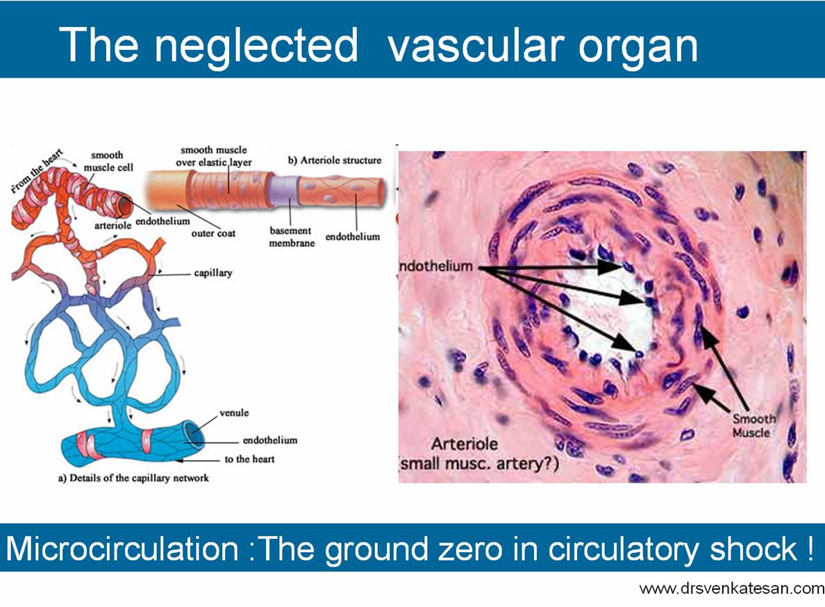 microcirculation shock cardiogenic septic | Dr.S.Venkatesan MD