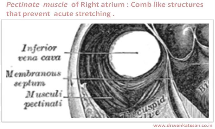 What is the function of pectinate muscles of heart ? | Dr.S.Venkatesan MD