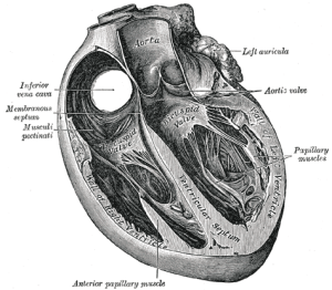What is the function of pectinate muscles of heart ? | Dr.S.Venkatesan MD