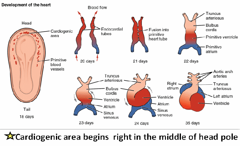 embryology of heart | Dr.S.Venkatesan MD