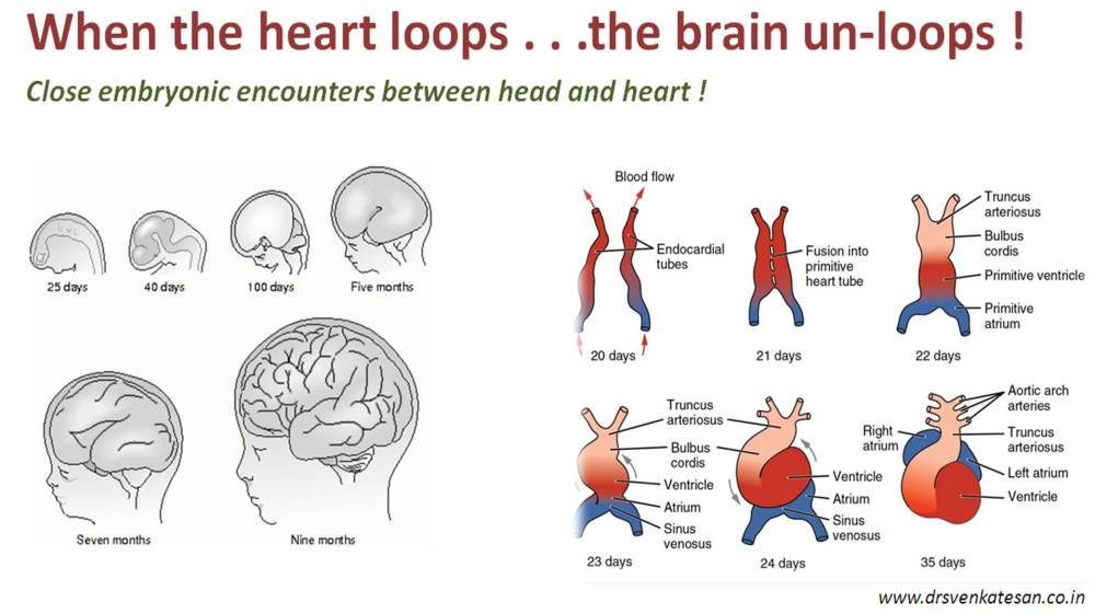 embryology of heart | Dr.S.Venkatesan MD