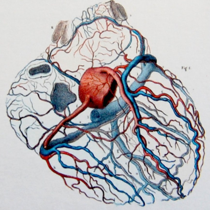 cardiology-Anatomy | Dr.S.Venkatesan MD