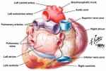 inferior vs posterior surface of heart | Dr.S.Venkatesan MD