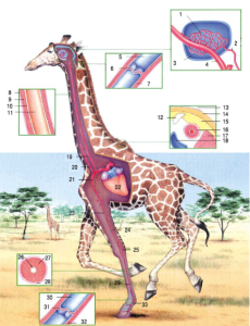 Learning some crucial cardiovascular hemodynamic lessons* from Giraffe ...