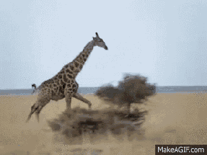 Learning some crucial cardiovascular hemodynamic lessons* from Giraffe ...