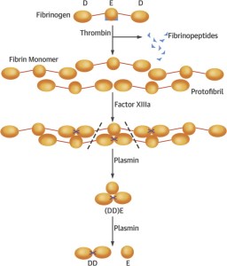 D-dimer levels in normal pregnancy : Learnt something Important ...